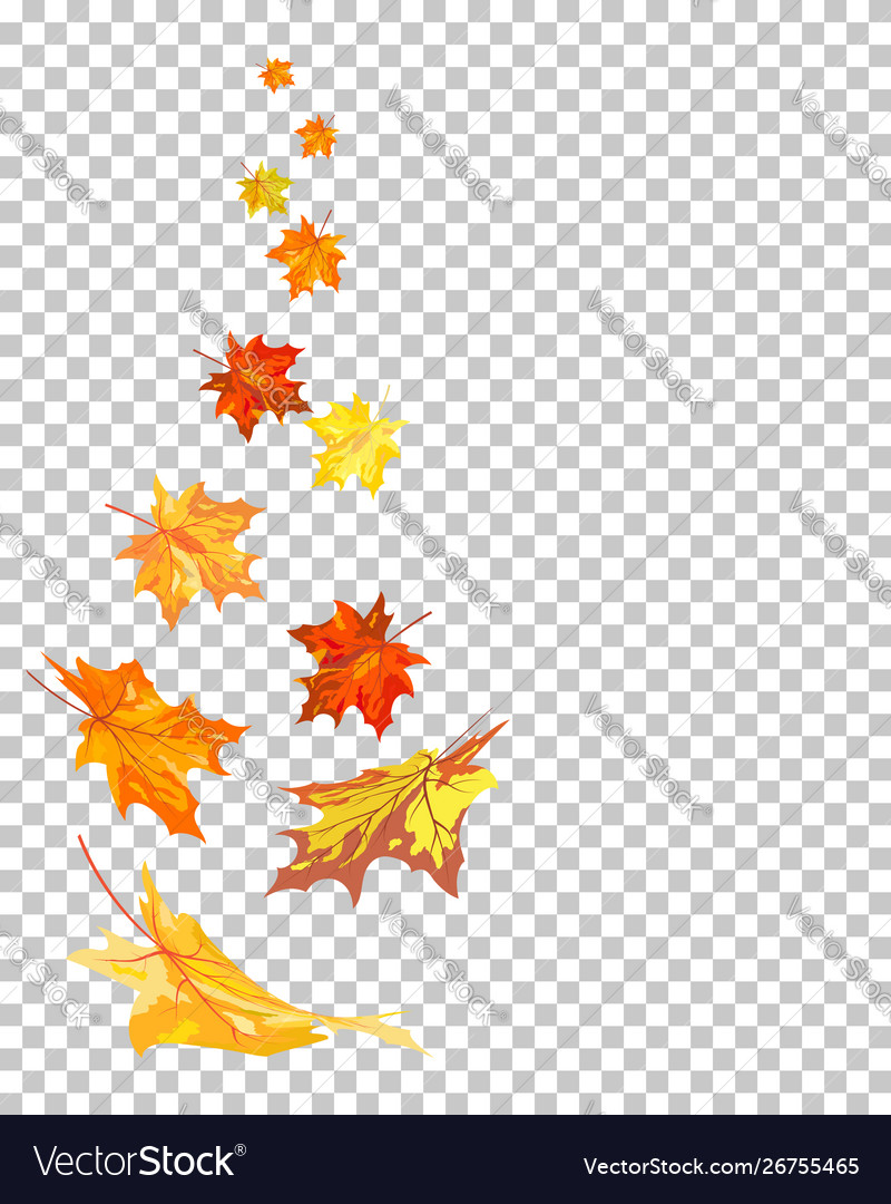 Fall autumn maple background Royalty Free Vector Image