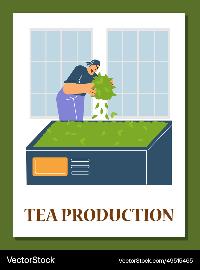 Tea production facility grading harvested leaves Vector Image