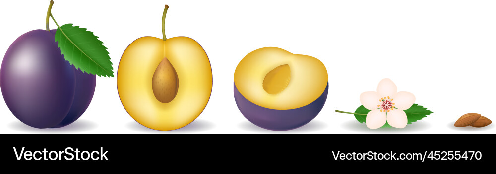 Plum parts realistic cartoon elements Royalty Free Vector