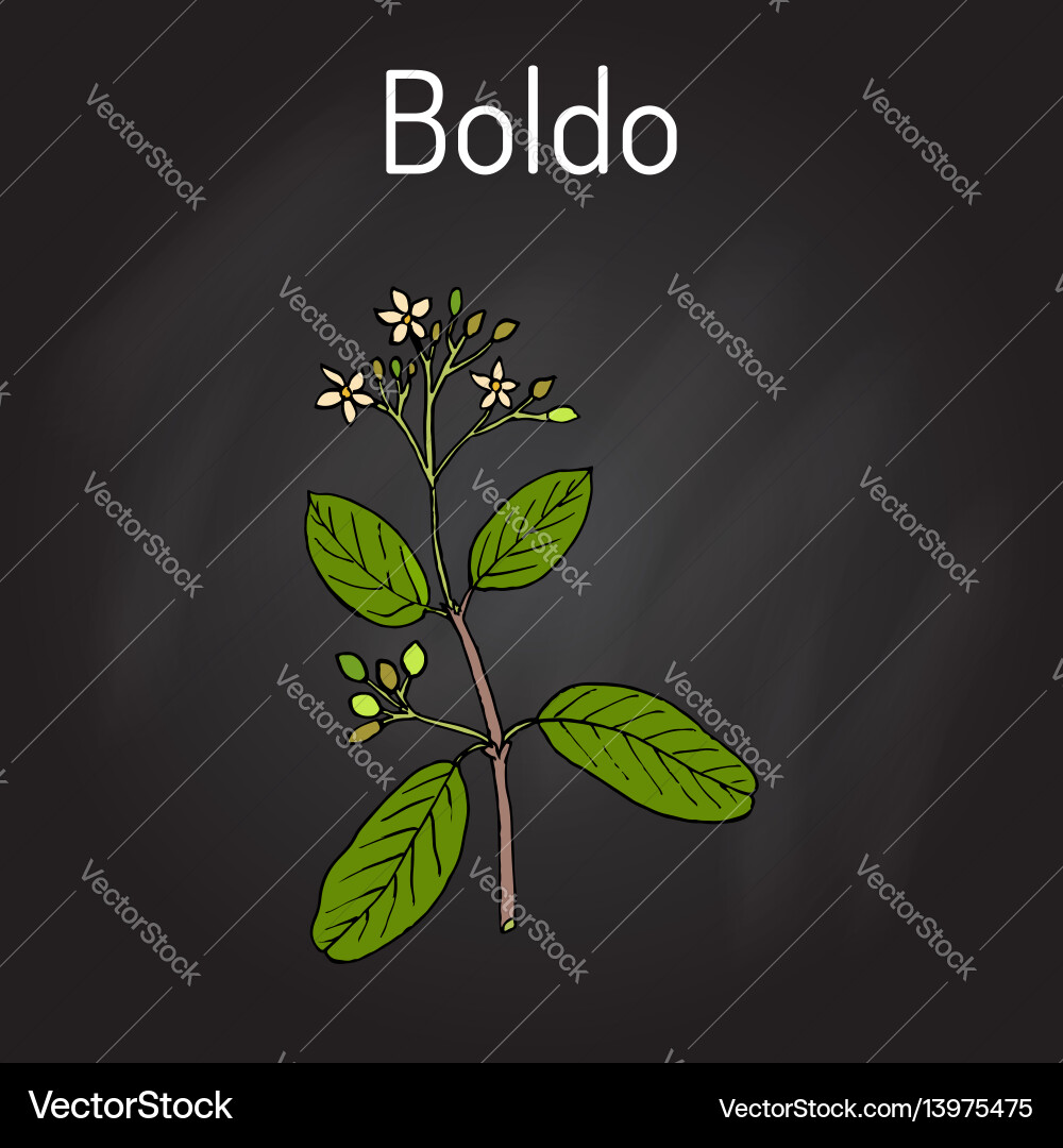 Boldo peumus boldus culinary and medicinal plant Vector Image