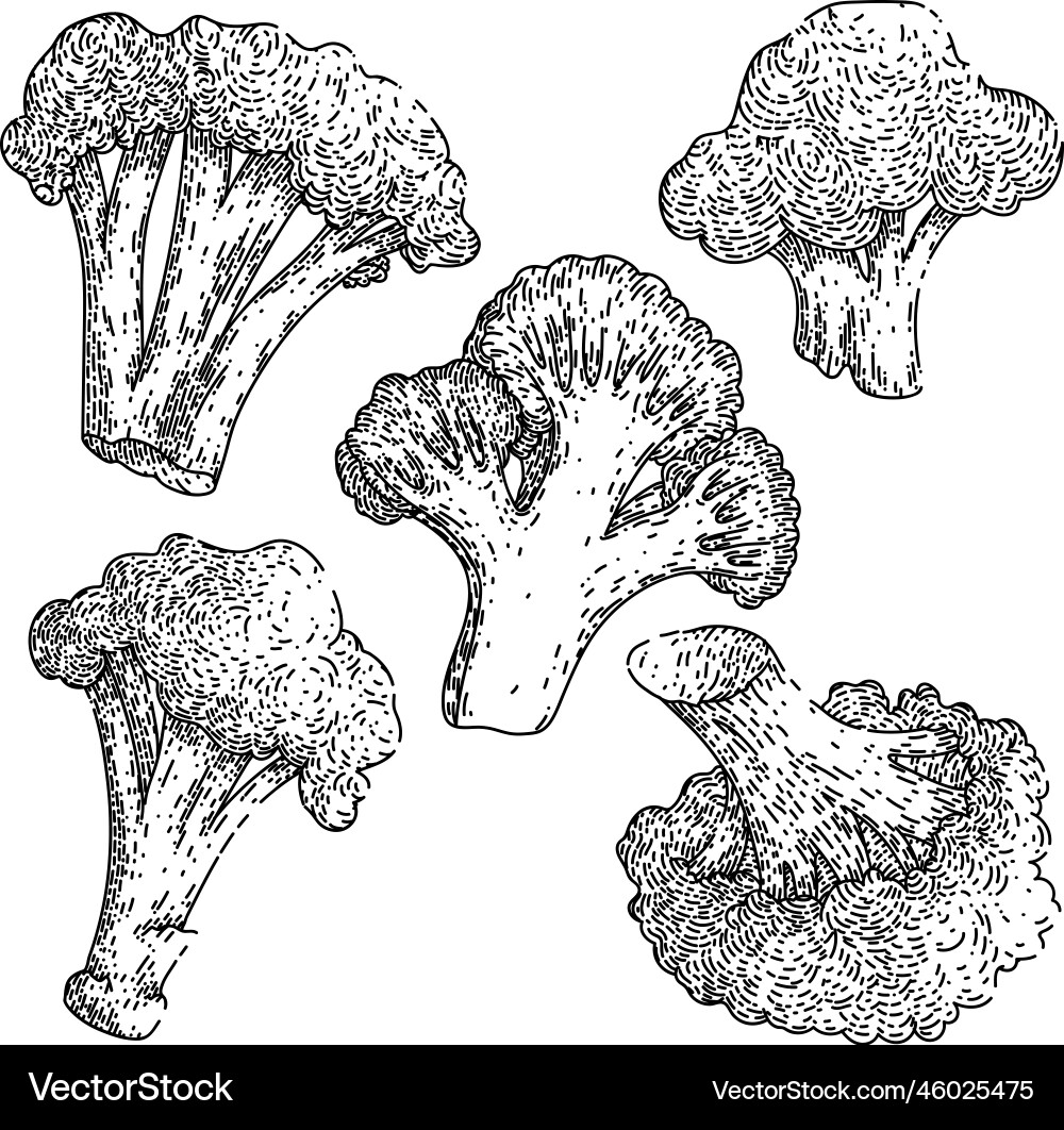 Broccoli green fresh set sketch hand drawn Vector Image