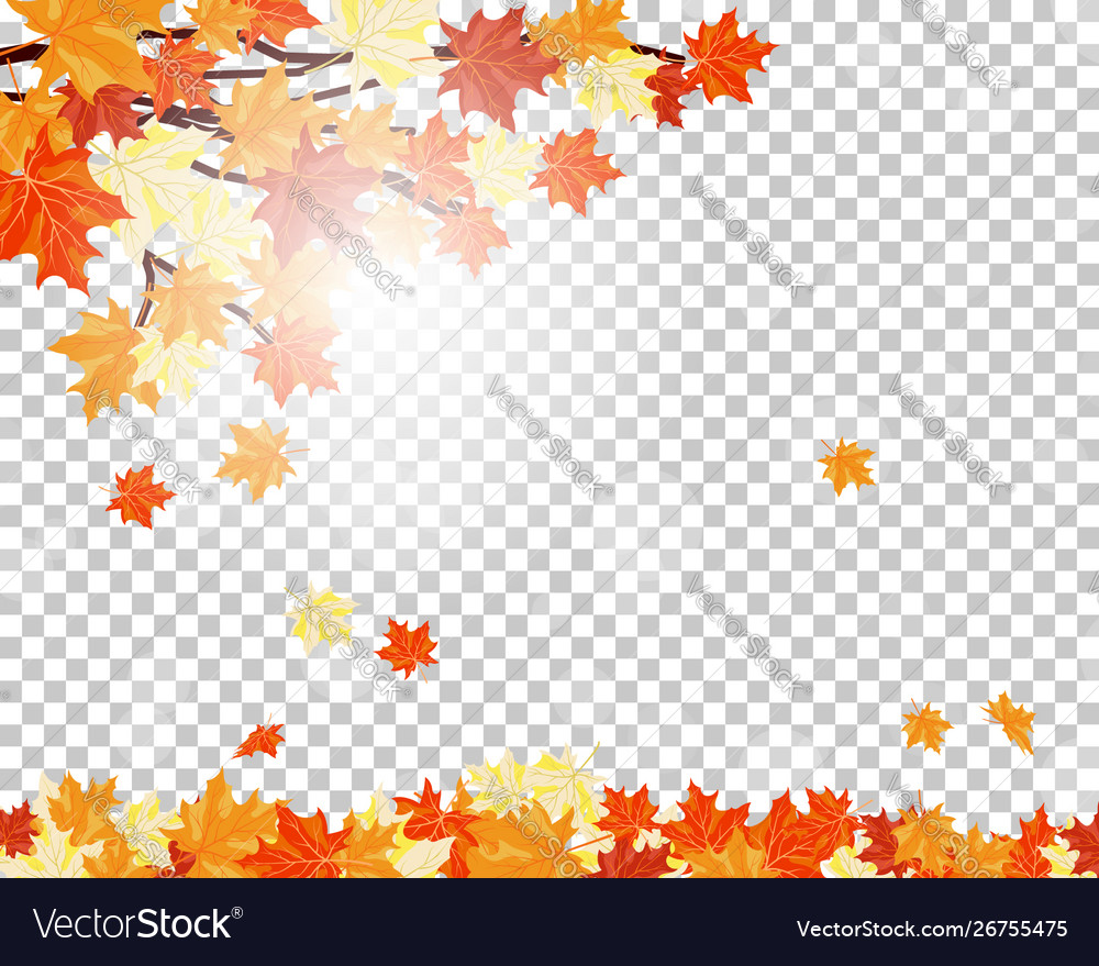 Fall autumn maple background Royalty Free Vector Image