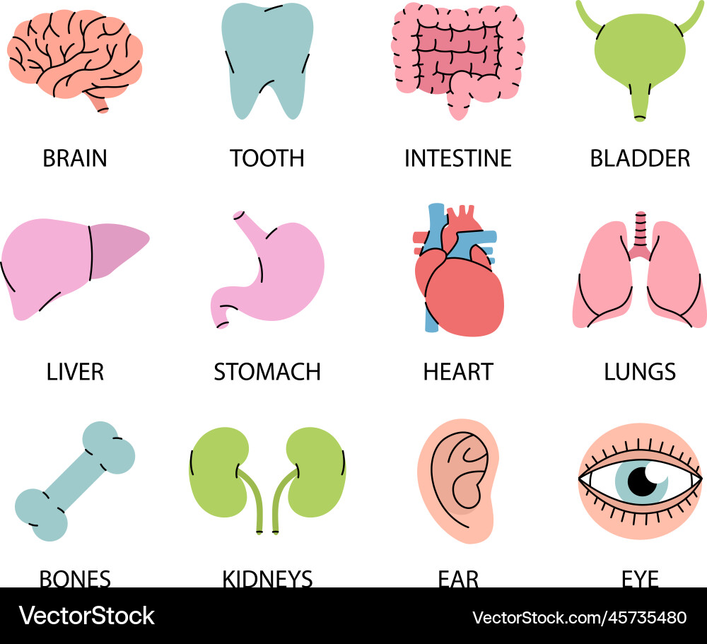 Human organs icons with descriptions brain tooth Vector Image