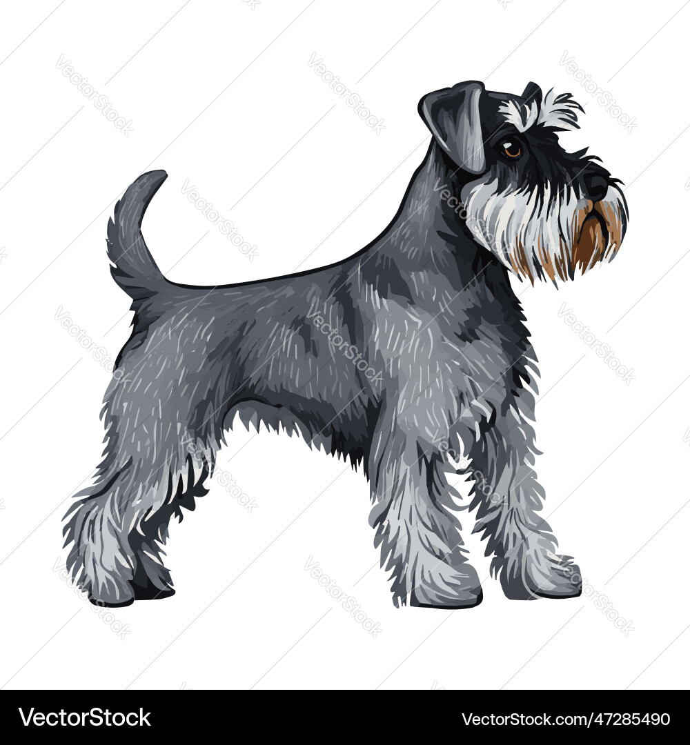 Cute terrier dog isolated on a white background Vector Image