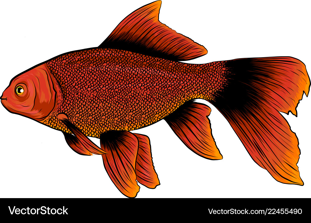 Red drum redfish with Royalty Free Vector Image