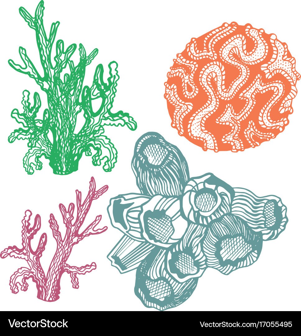 Hand drawn coral set sketch Royalty Free Vector Image