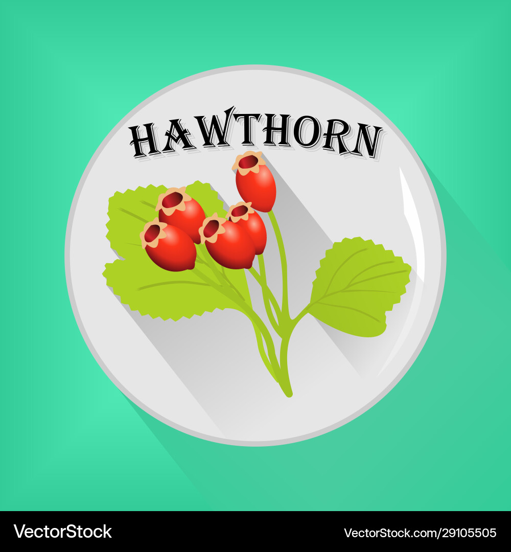 Hawthorn seasoning sticker flat icon image Vector Image