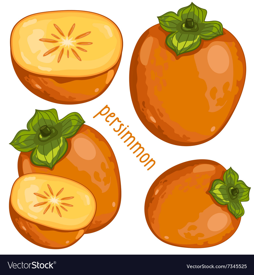 Persimmon isolated Royalty Free Vector Image - VectorStock