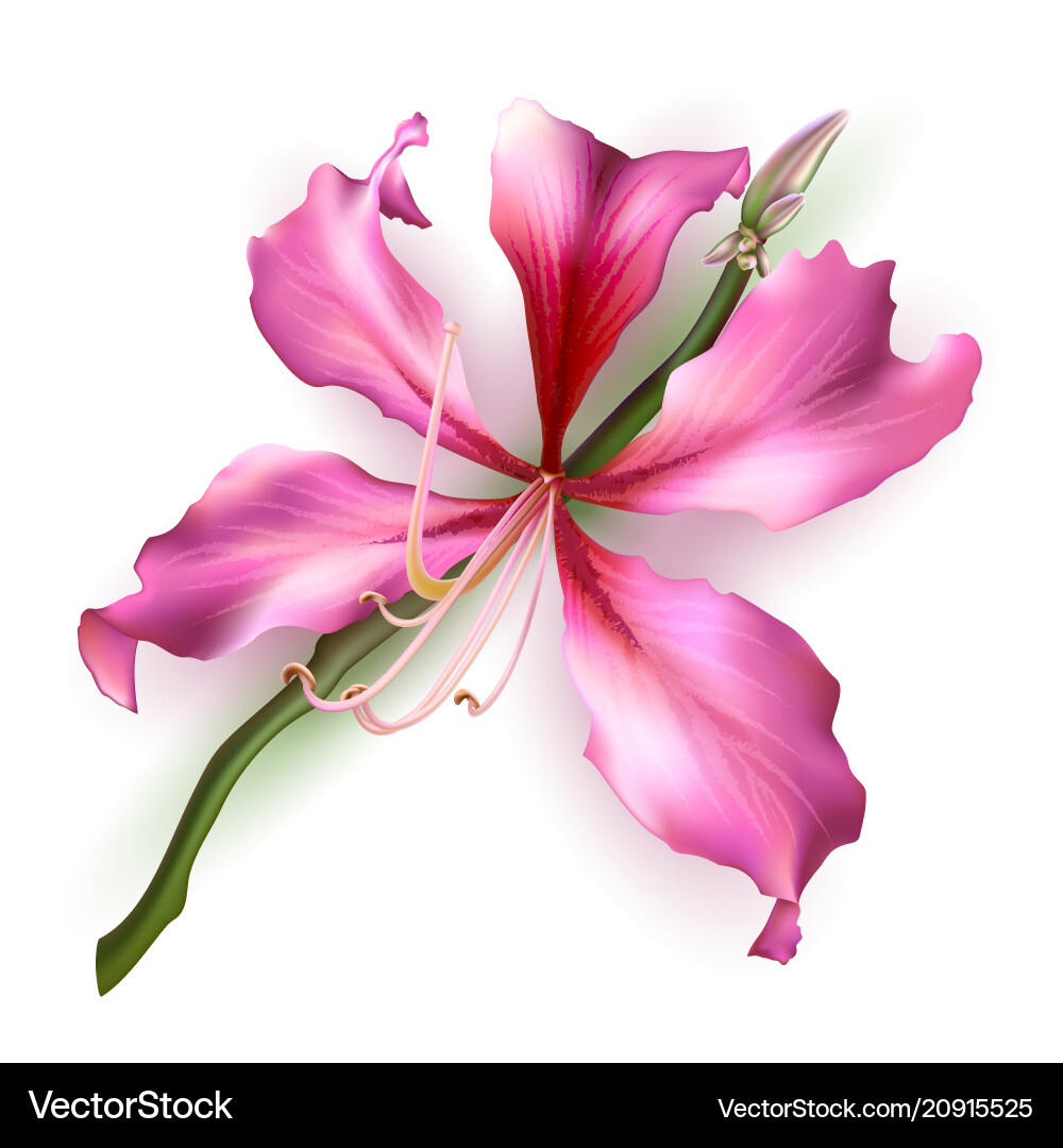Pink bauhinia purple Royalty Free Vector Image