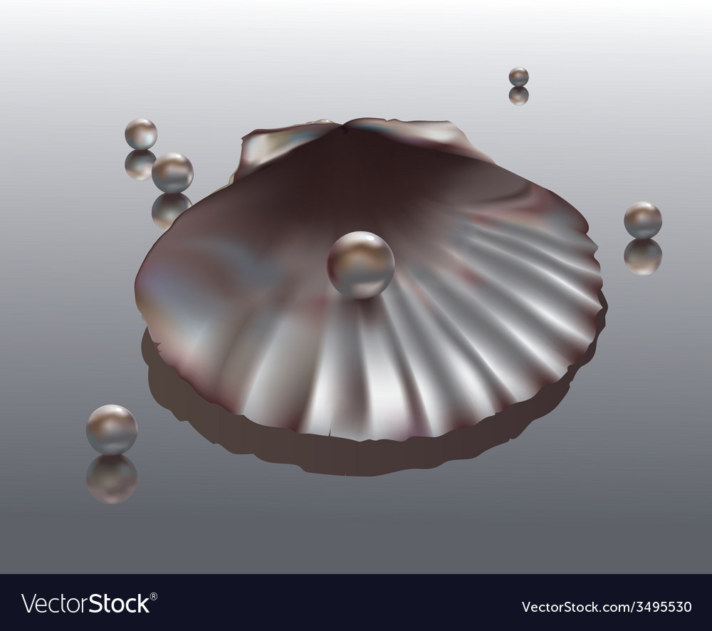 Shell on mirror Royalty Free Vector Image - VectorStock