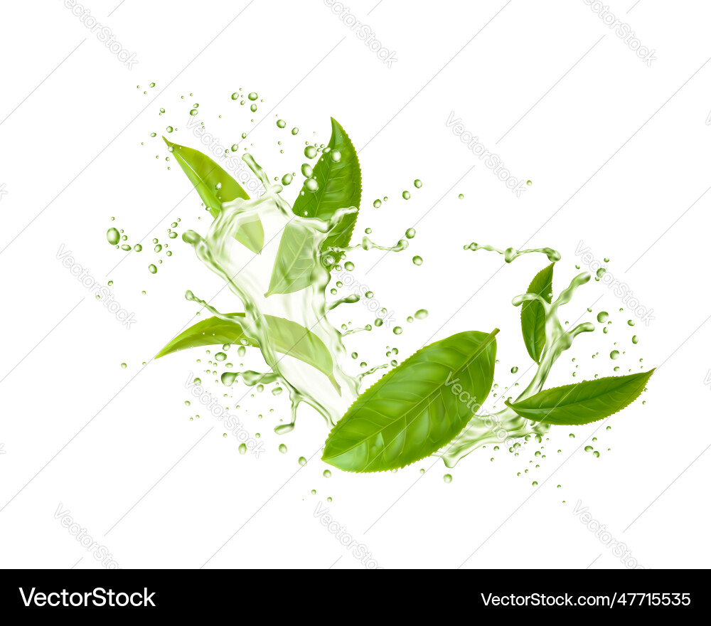 Green tea leaves wave splash and drops drink Vector Image