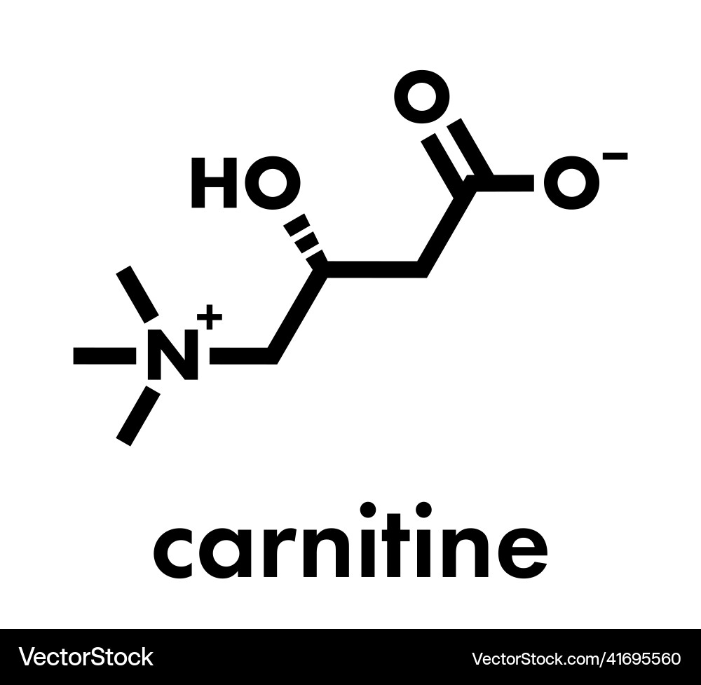 Carnitine food supplement molecule skeletal Vector Image