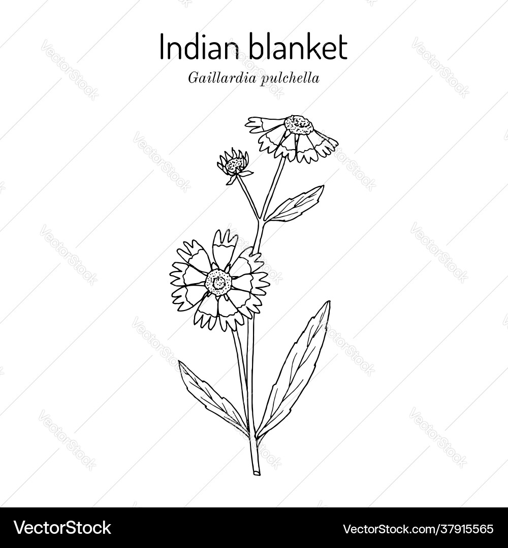 Firewheel or indian blanket or sundance Royalty Free Vector