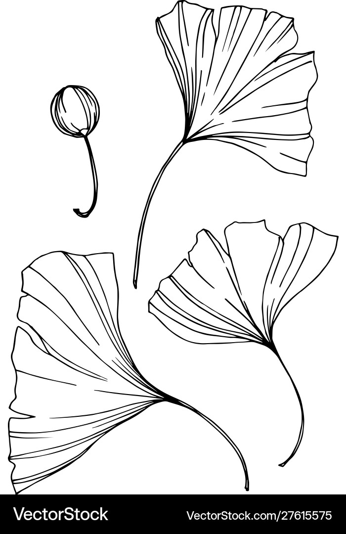 Ginkgo leaf plant botanical garden Royalty Free Vector Image