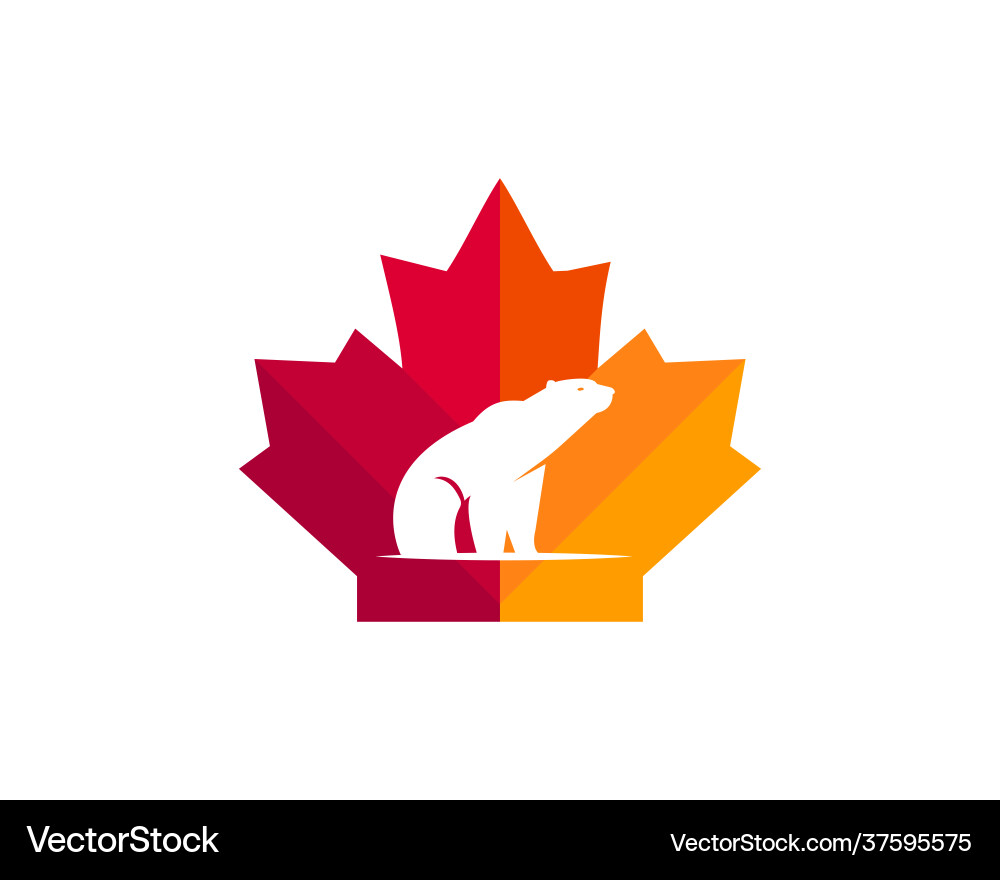Maple bear logo design canadian bear logo red Vector Image