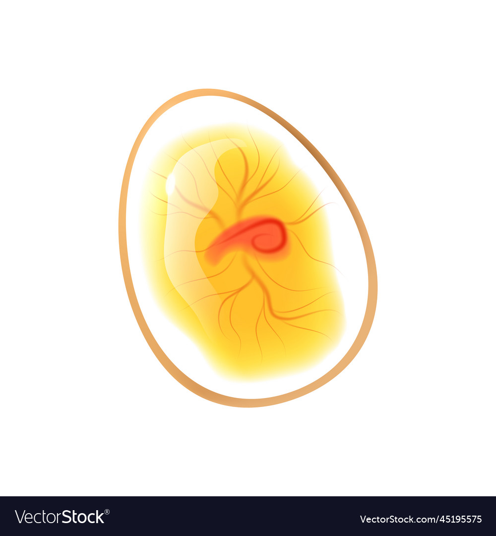 Realistic egg inside composition Royalty Free Vector Image