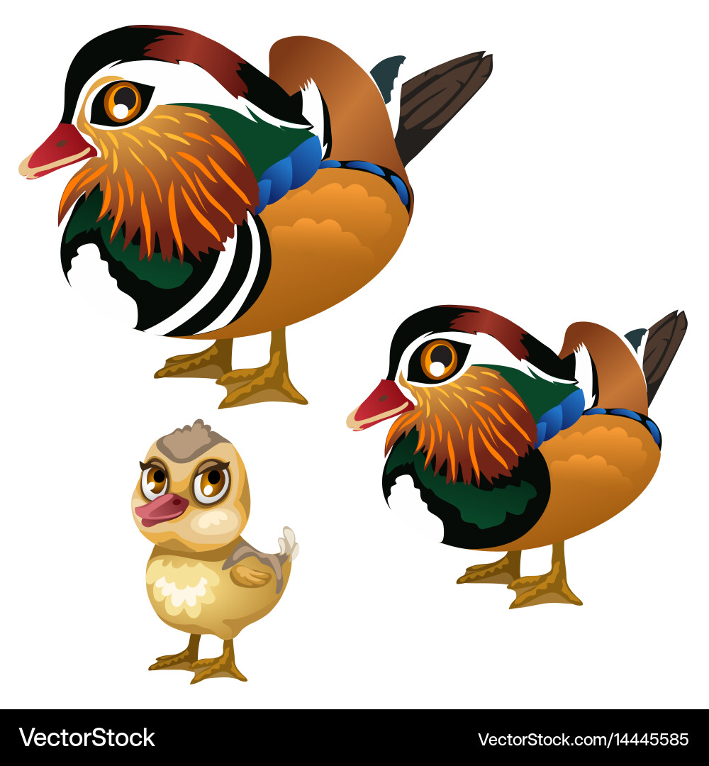 Family birds on white background Royalty Free Vector Image