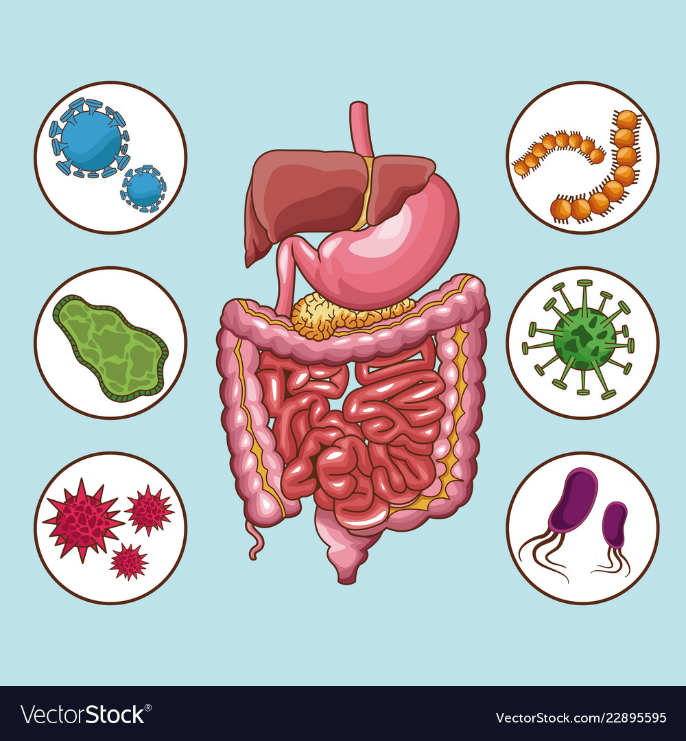 Digestive system concept Royalty Free Vector Image