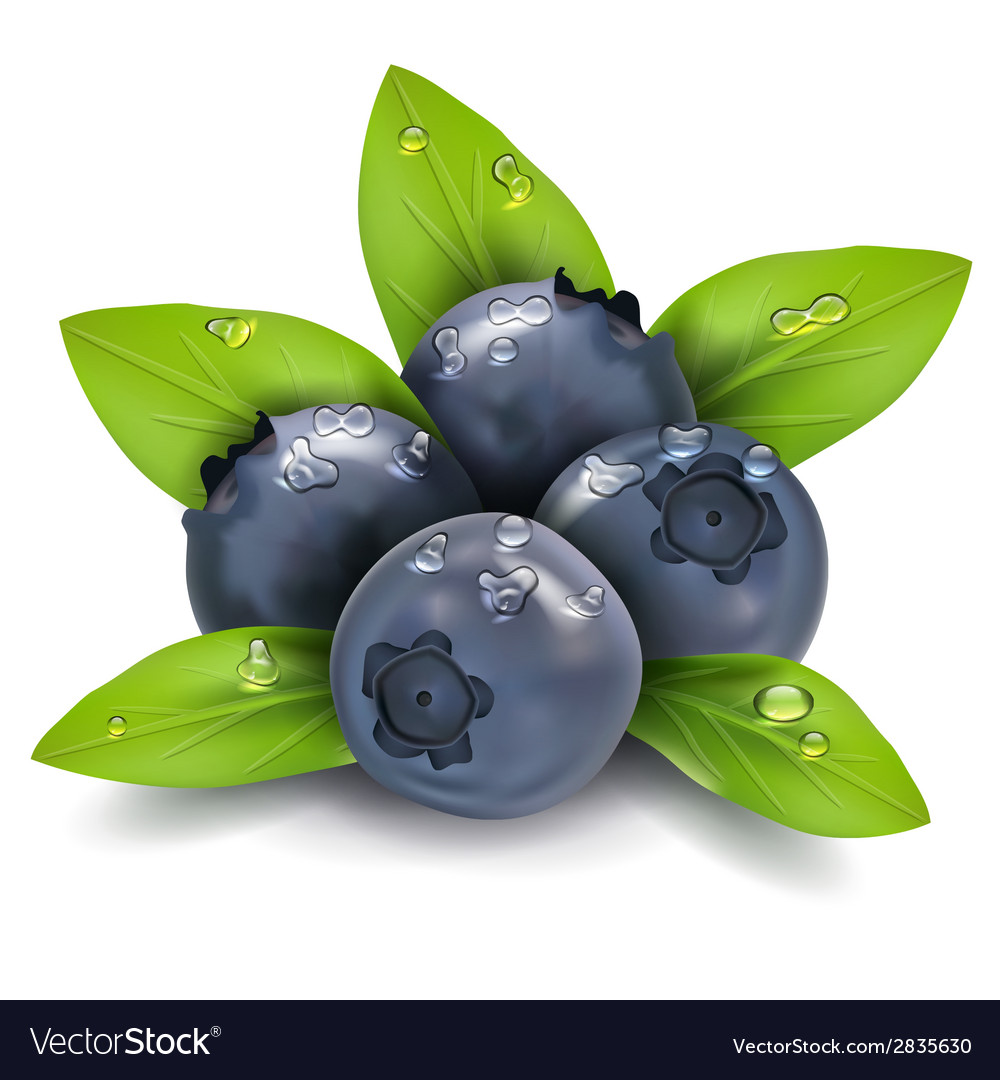 Blueberry Royalty Free Vector Image - VectorStock