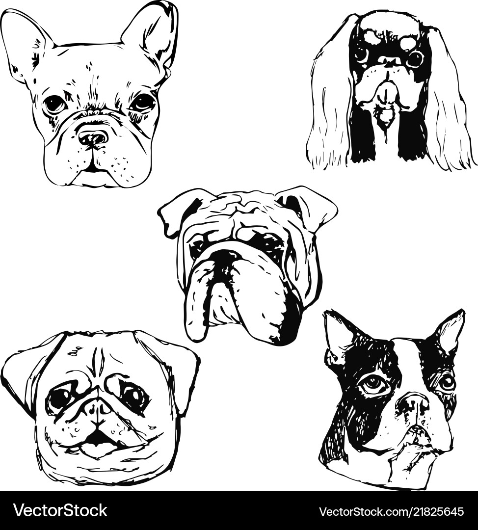 Dog hand drawn portraits Royalty Free Vector Image