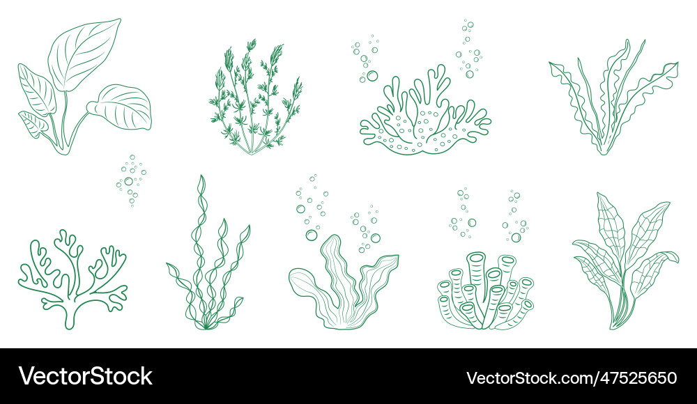 Seaweed linear marine vegetation Royalty Free Vector Image