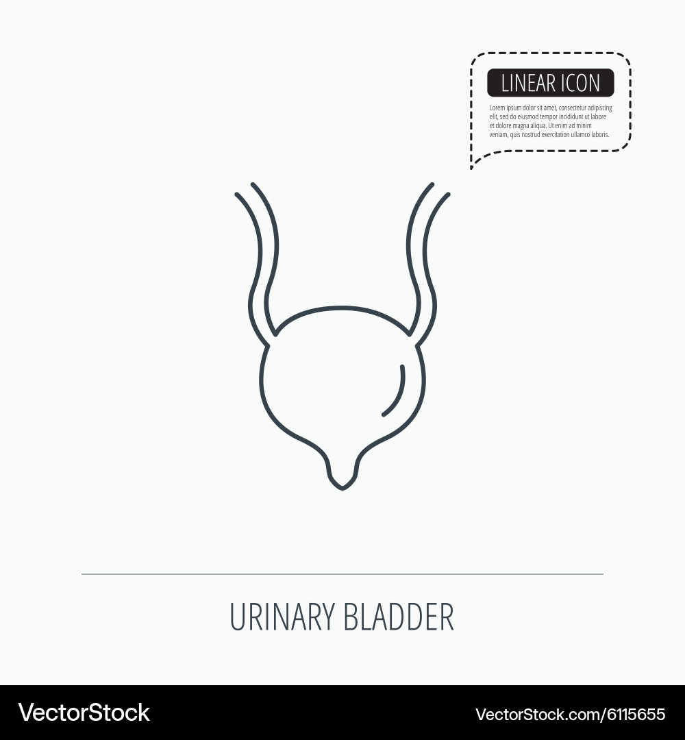 Urinary bladder icon human body organ sign Vector Image