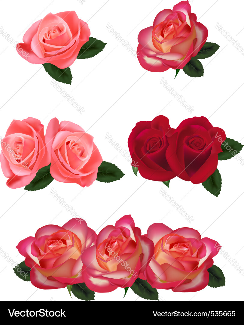 Set of a beautiful roses Royalty Free Vector Image