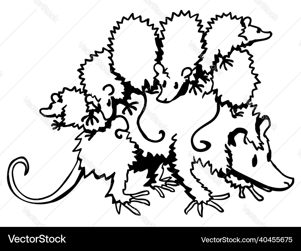 Possum family line drawing Royalty Free Vector Image