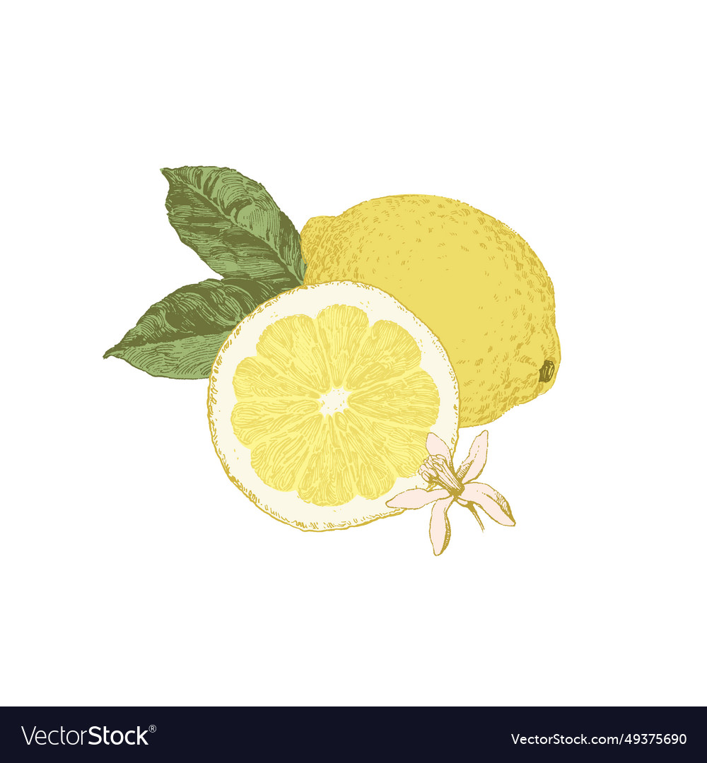 Lemon hand drawn set Royalty Free Vector Image