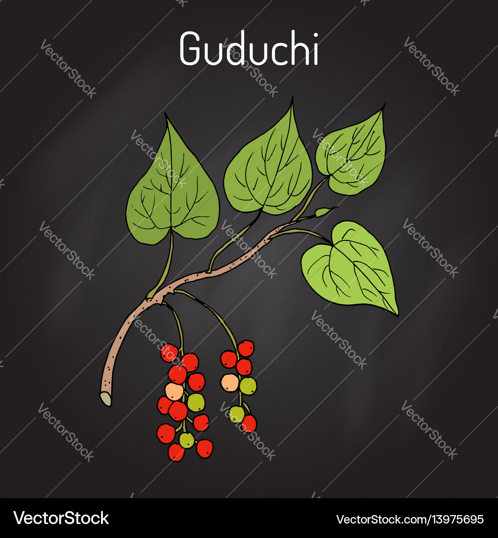 Guduchi transport ayurvedic medicinal Royalty Free Vector