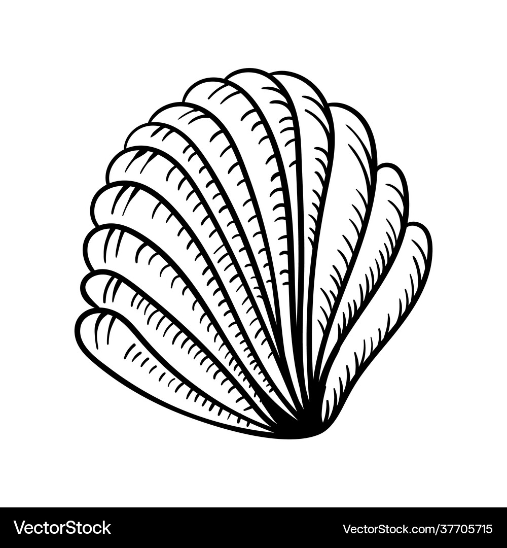 Seashell pearl line art summer time beach shell Vector Image