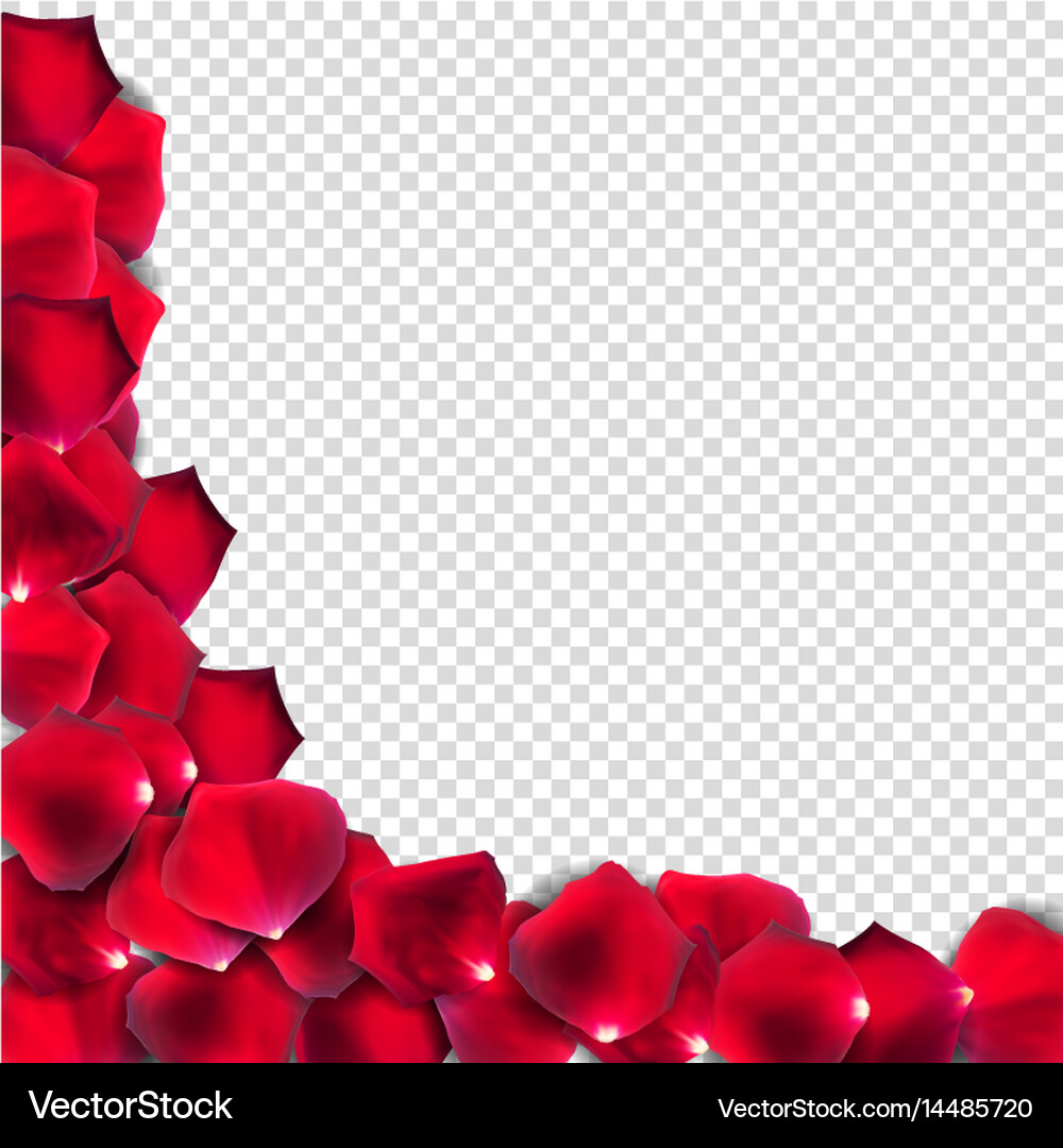Abstract natural rose petals on transparent Vector Image