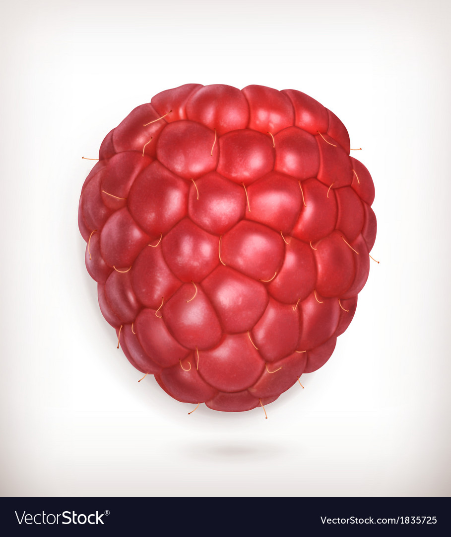 Raspberry high quality Royalty Free Vector Image