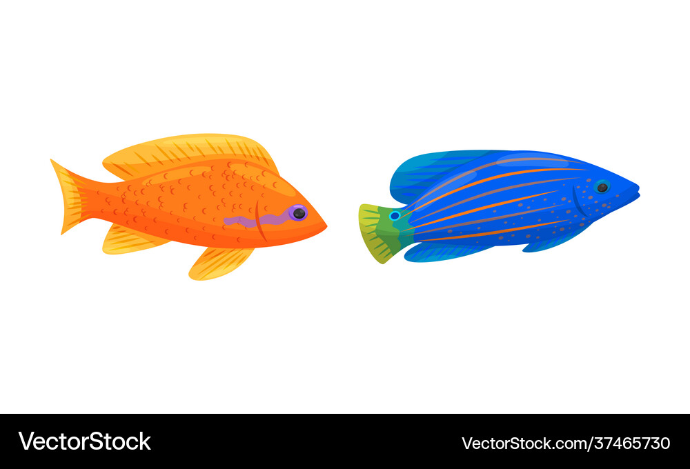 Tropical fish different shapes and colors Vector Image