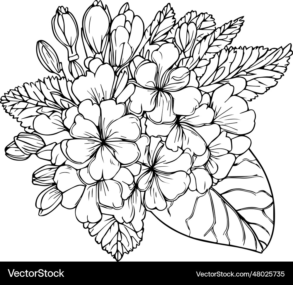 Primula flower drawing primrose coloring pages Vector Image