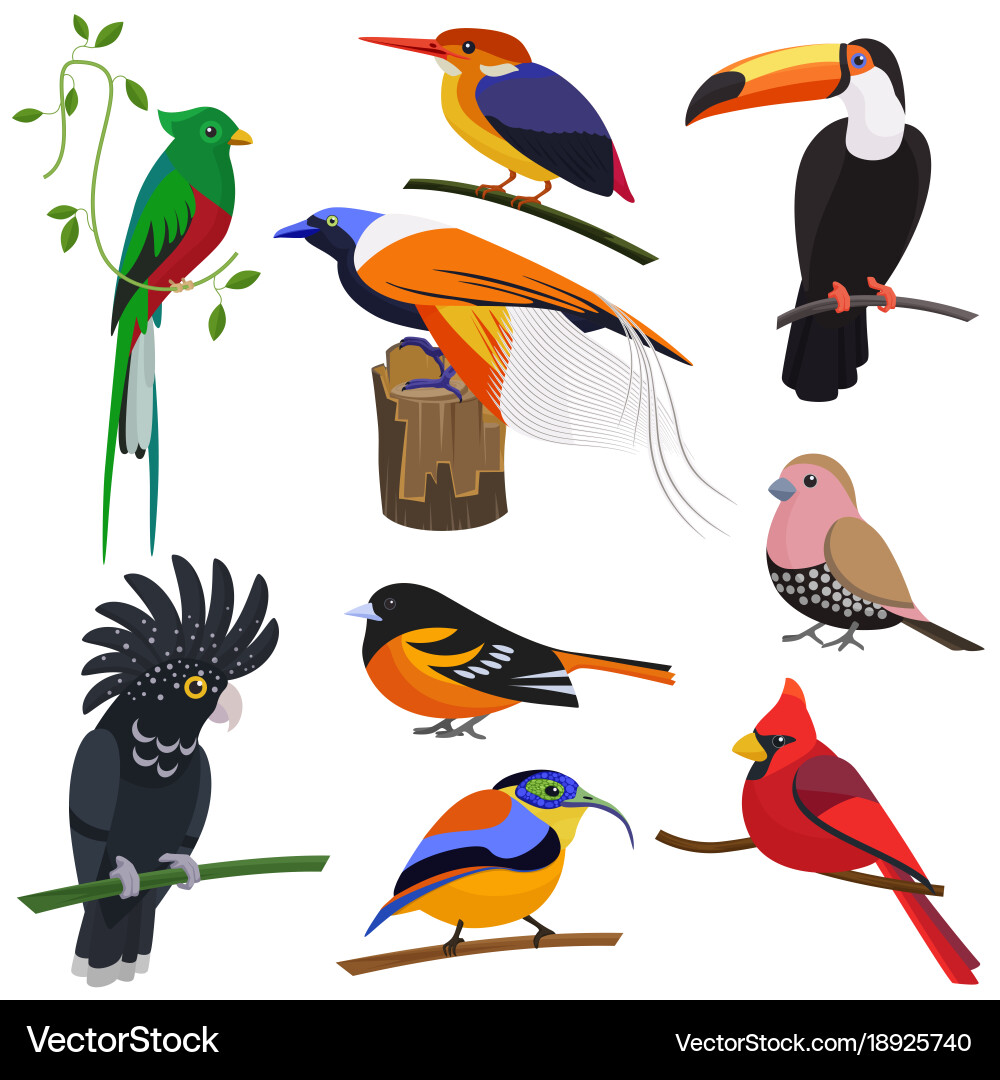 Set flat cartoon tropical exotic birds Royalty Free Vector