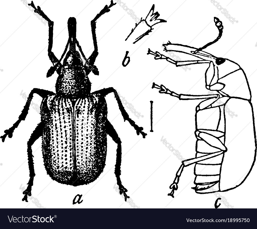 Rose curculio vintage Royalty Free Vector Image Rose curculio vintage Royalty Free Vector Image