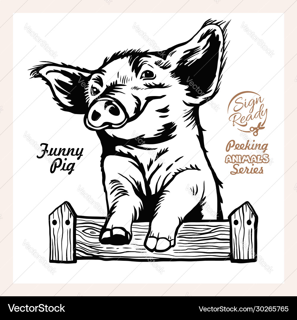 Peeking funny pig - out face Royalty Free Vector Image