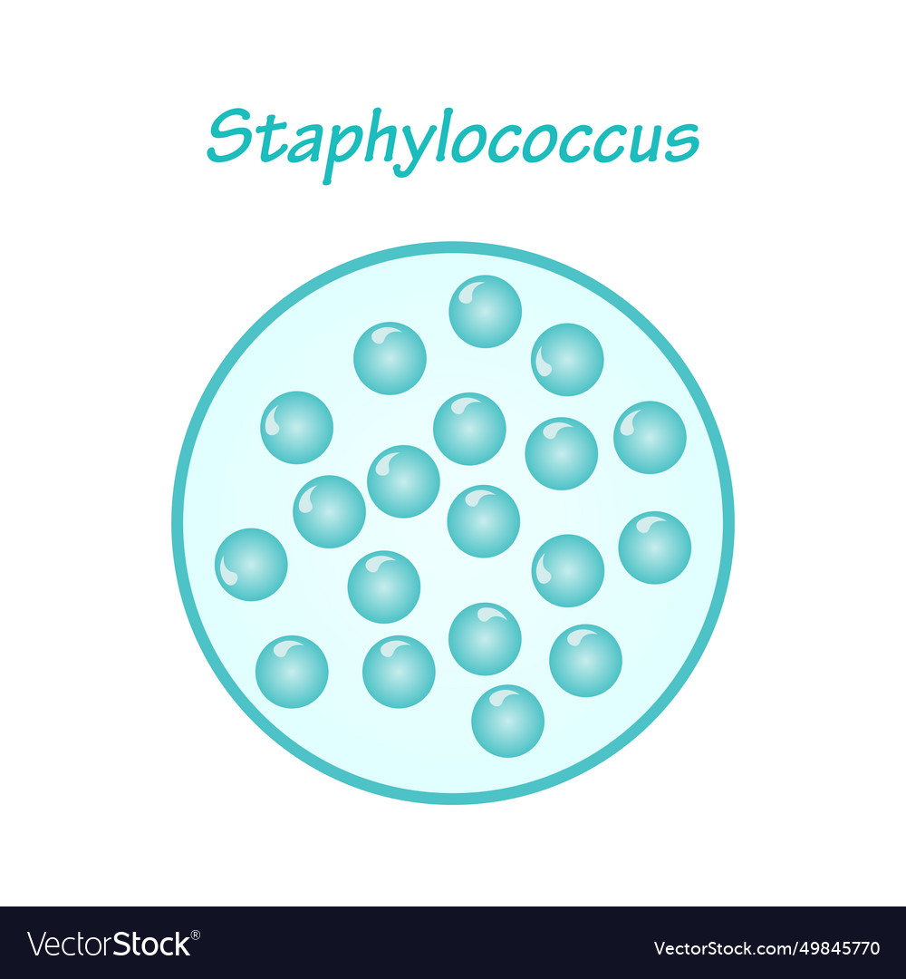 Staphylococcus Royalty Free Vector Image - VectorStock