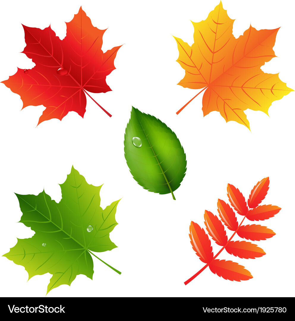 Collection of leaves Royalty Free Vector Image