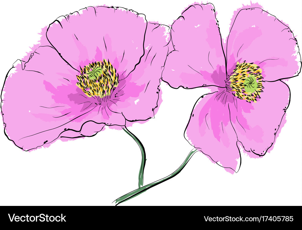 Hand draw of flower Royalty Free Vector Image - VectorStock