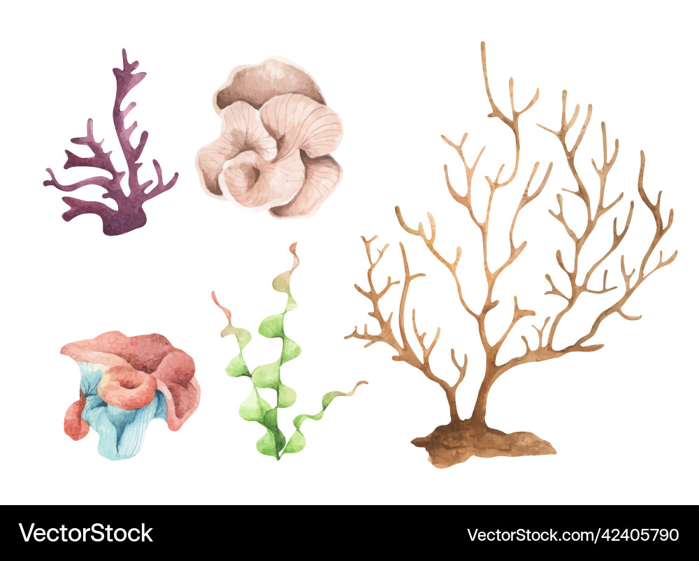Sea coral elements watercolor Royalty Free Vector Image