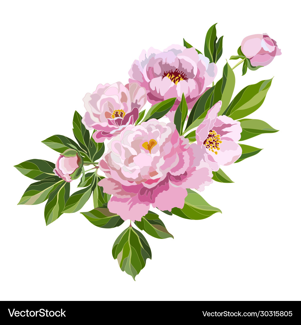 Pink peonies Royalty Free Vector Image - VectorStock