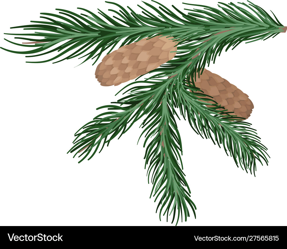 Branch spruce with thick needles and cones Vector Image