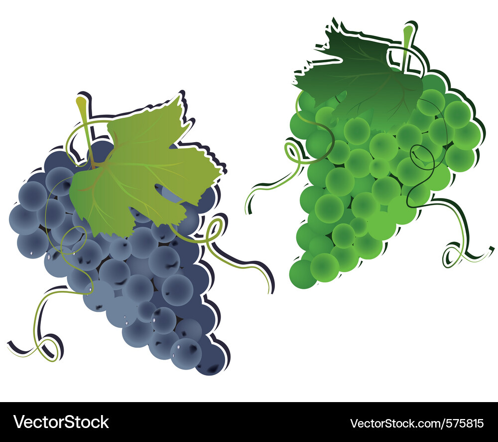 Bunch of grapes Royalty Free Vector Image - VectorStock