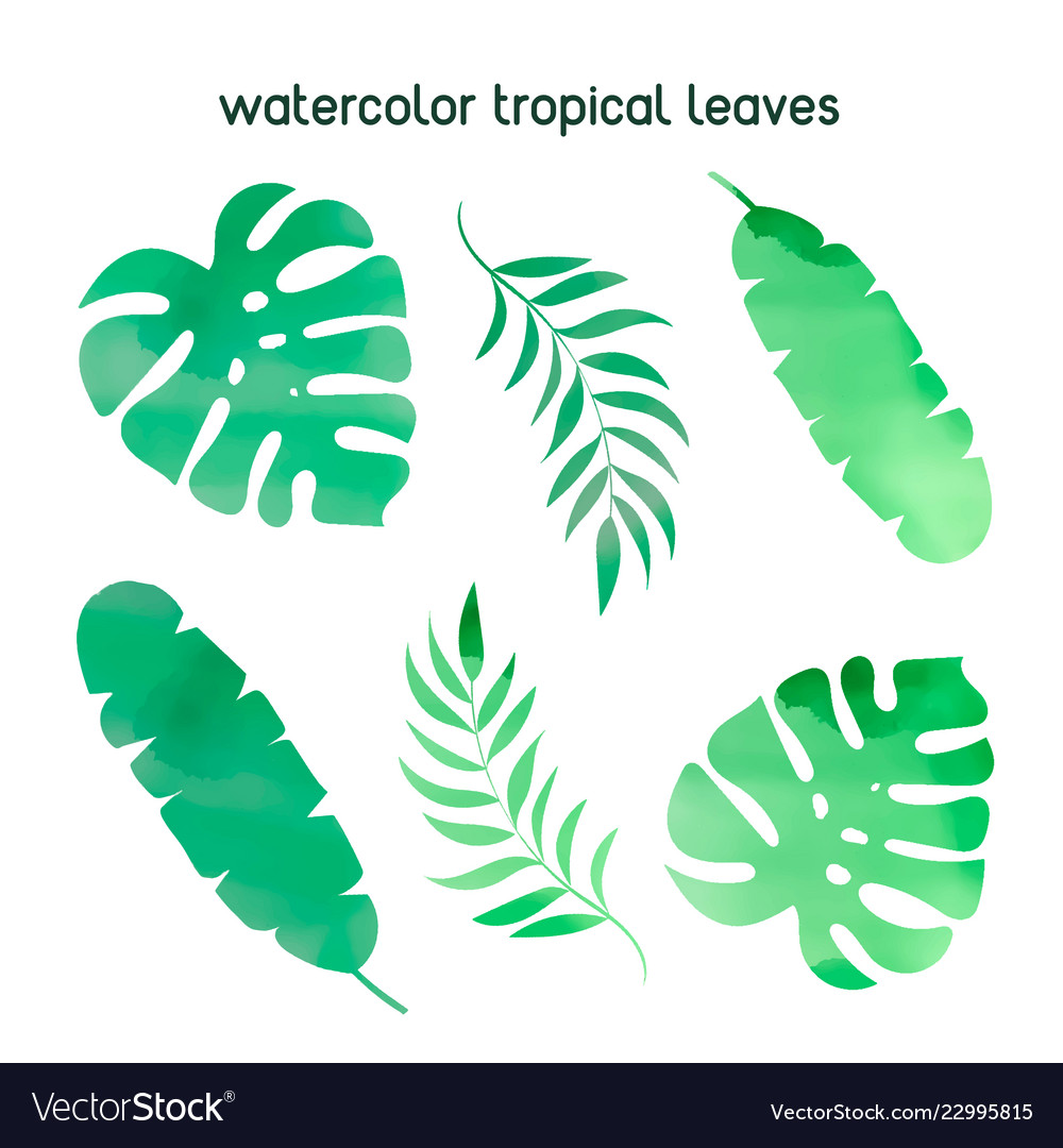 Watercolor Tropical Leaves Royalty Free Vector Image