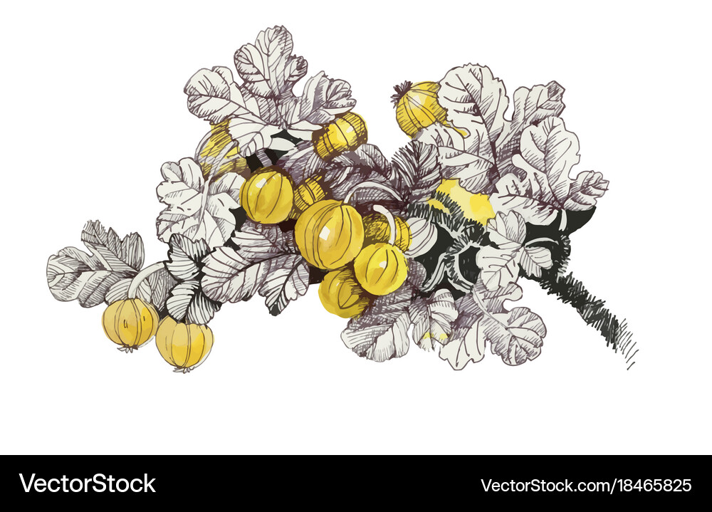 Realistic hand drawn gooseberry on white Vector Image