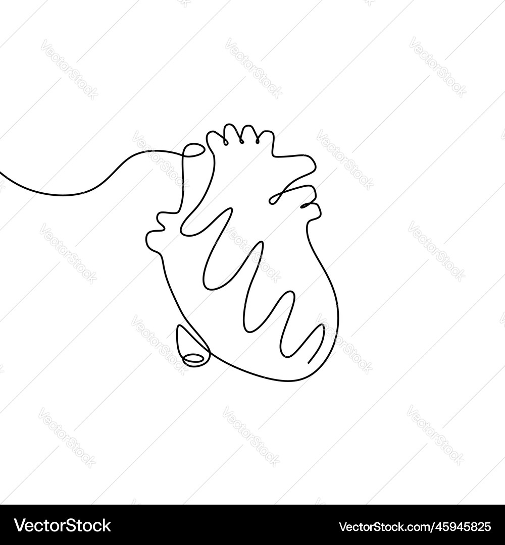Single continuous line art anatomical human heart Vector Image