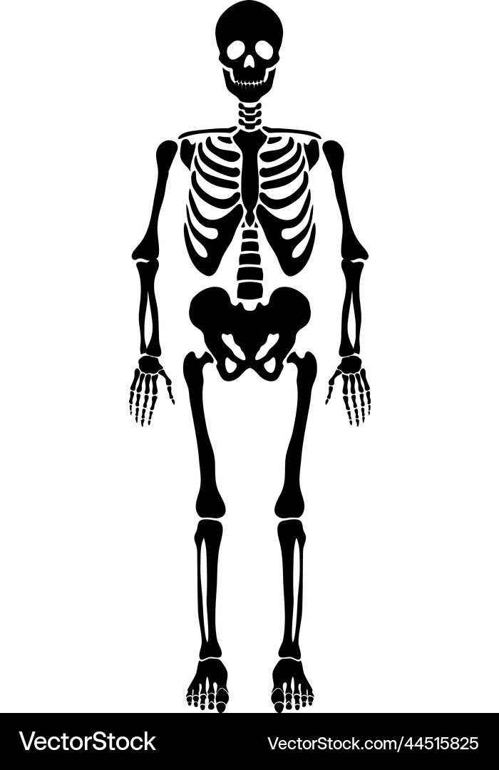 Skeleton svg parts Royalty Free Vector Image - VectorStock