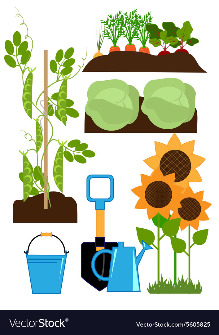 Vegetable beds Royalty Free Vector Image - VectorStock